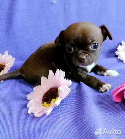Чихуахуа щенки