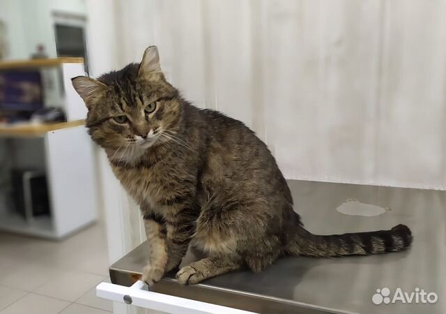 Кот