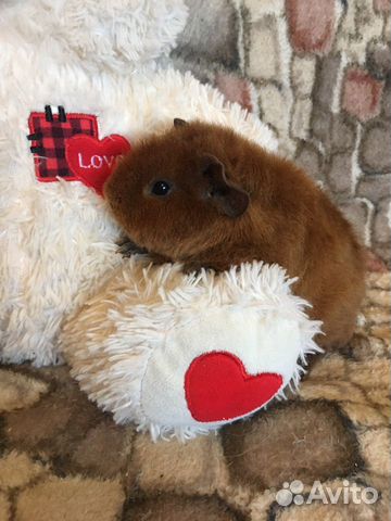 Морская свинка, Американский тедди