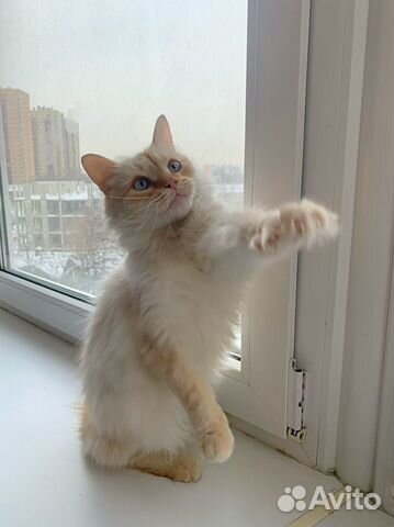 Котик Персей в добрые руки