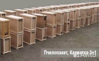 Пчелопакеты 3+1, Среднерусская