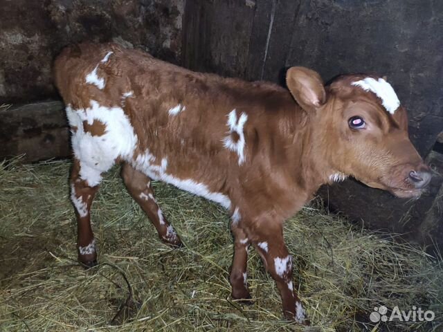 Телята Тёлочи