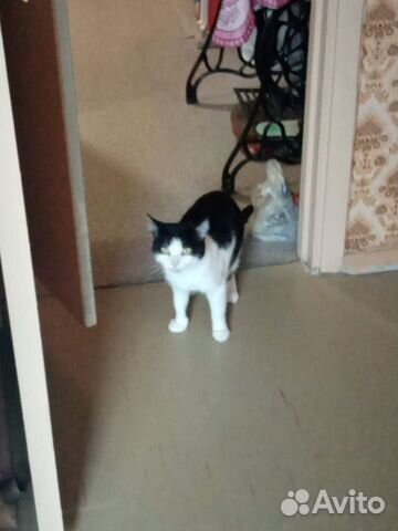 Кошка в добрые руки бесплатно