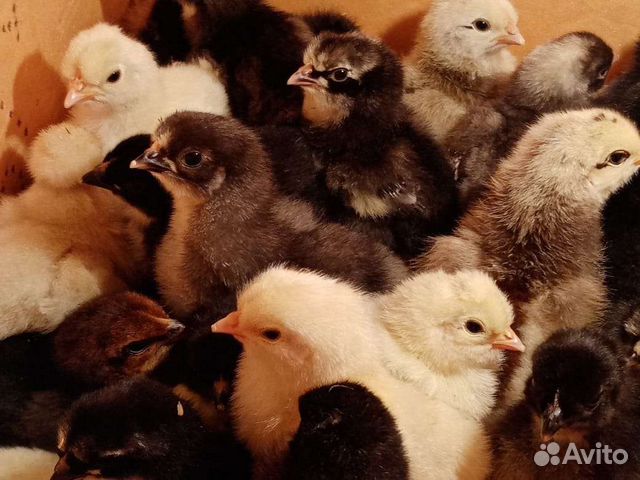 Цыплята 5 марта