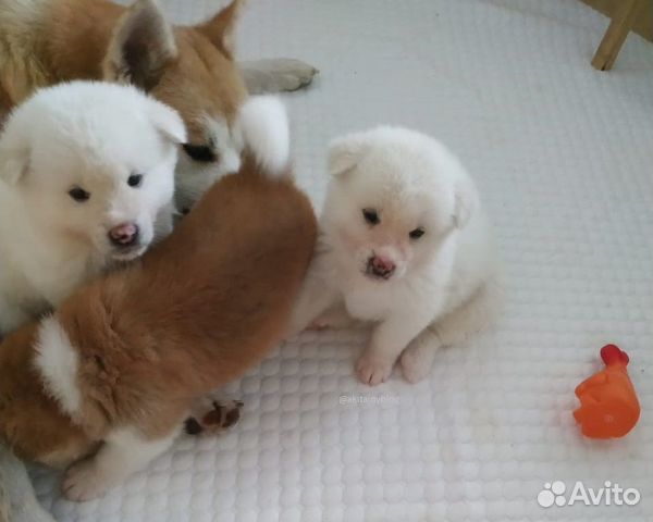 Продаются щенки Японской Акиты (Хатико)