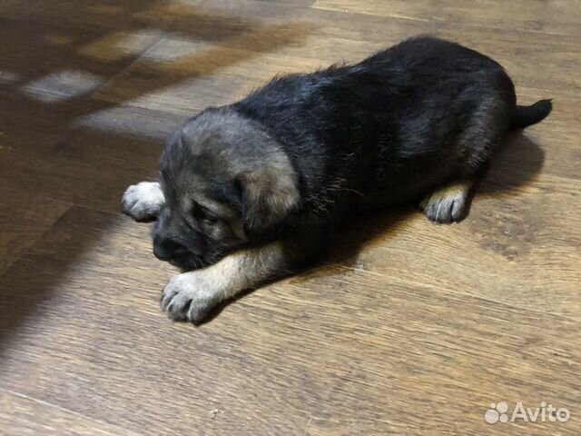 Щенок миттель шнауцера сучка