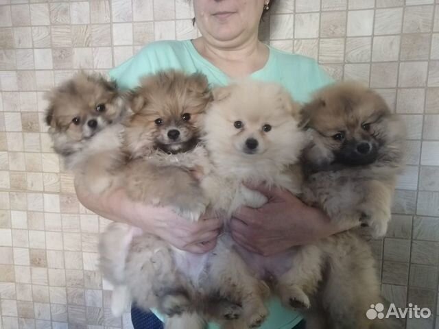 Щенки шпица