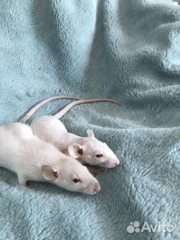 Крыса дамбо и сфинкс