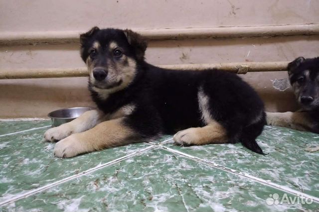 Щенок девочка помесь овчарки