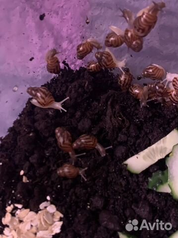 Улитки ахатины