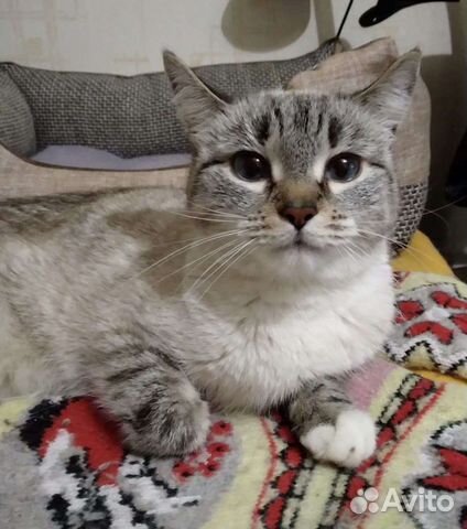 Чудесная Кошка Варенька