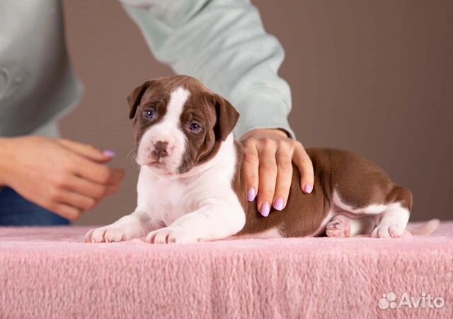 Перспективная сука апбт