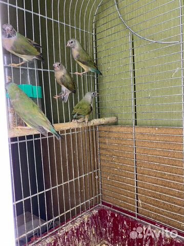 Амадины гульда