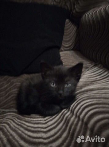 Кошка в дар бесплатно