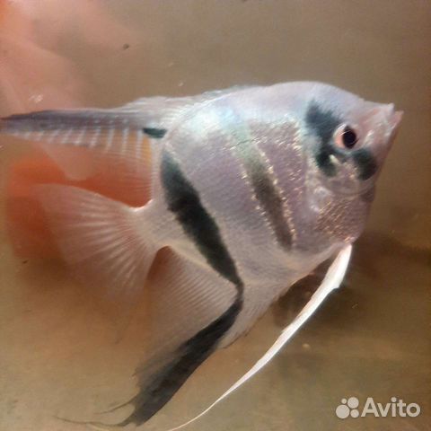 Скалярии полосатые