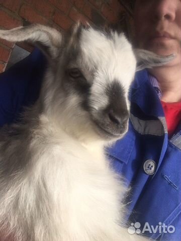 Продам козлят и козочек