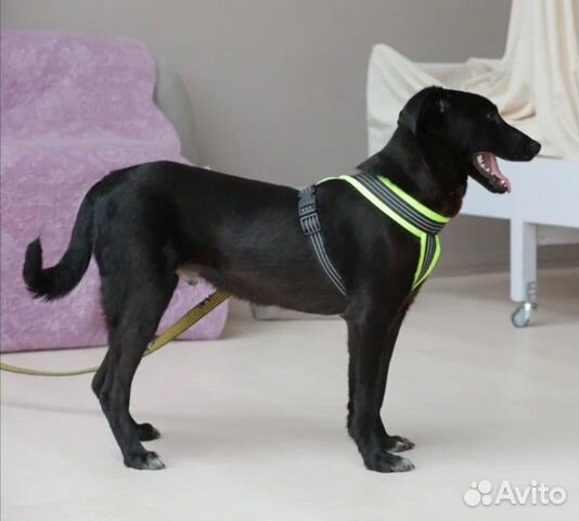 Собака подросток Макс в добрые руки