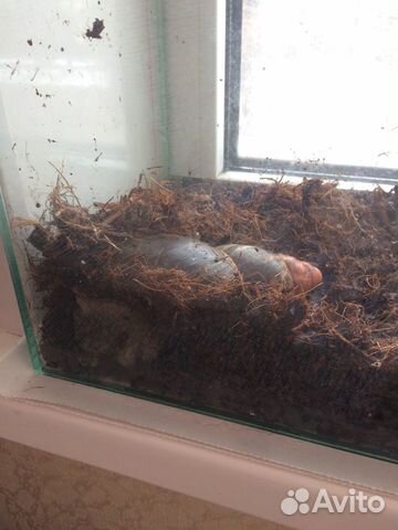 Улитки ахатины