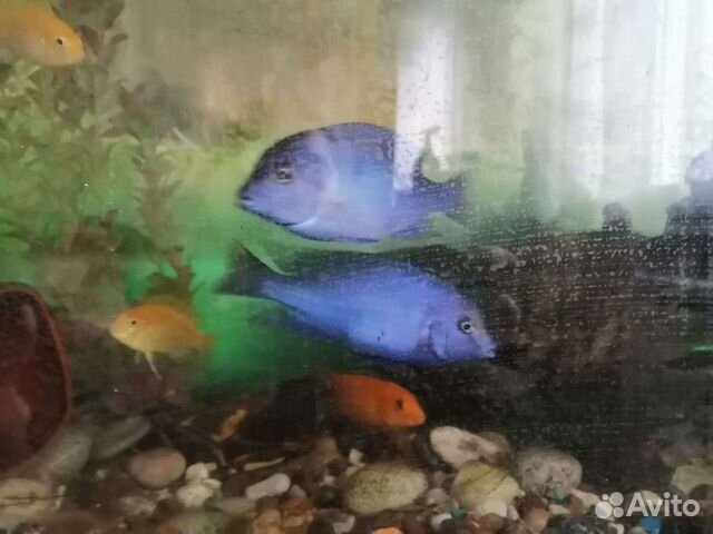 Цихлиды Голубой дельфин