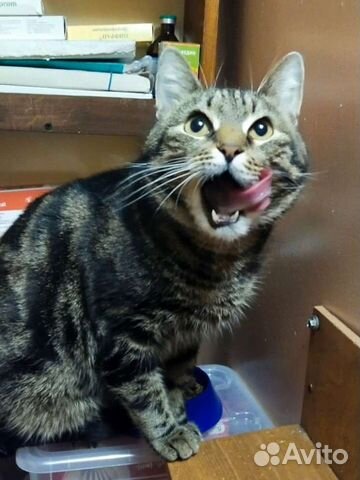 Муаровый Багир в добрые руки