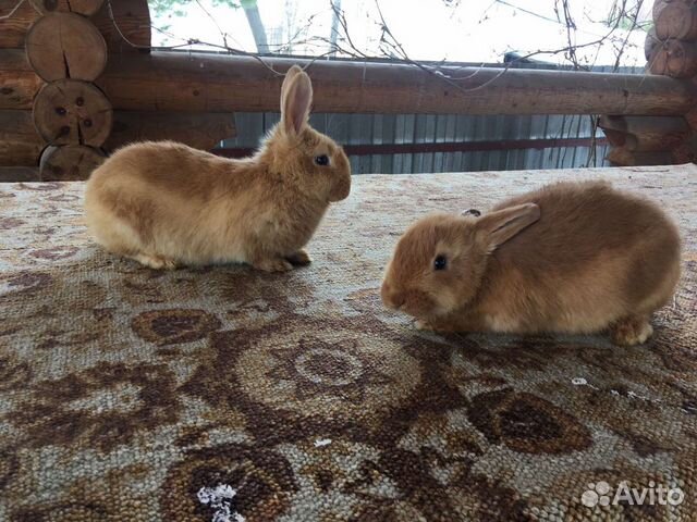 Кролики Бургундские