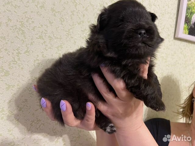 Шпиц