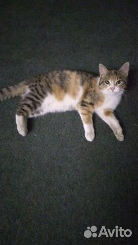 Кошечка Ляля