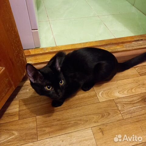 Котёнок чёрный мальчик и разноцветная девочка