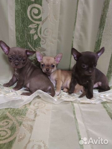 Мальчишки чихуа хуа