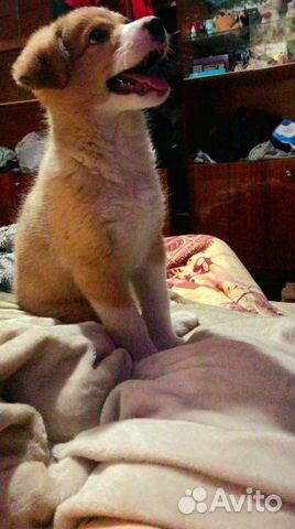 Очень нужно щенок в добрые руки