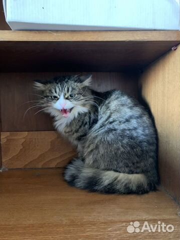 Злючка колючка