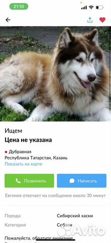 Разыскивается собака