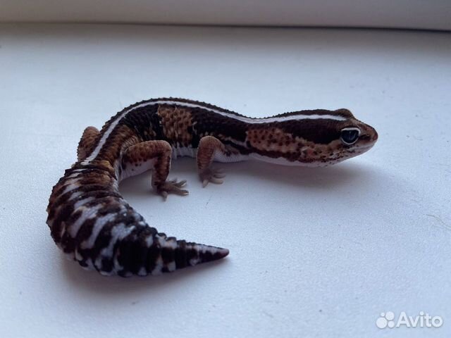 Гемитеконикс