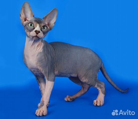 Случка кошки