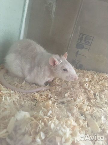 Крыса декоративная