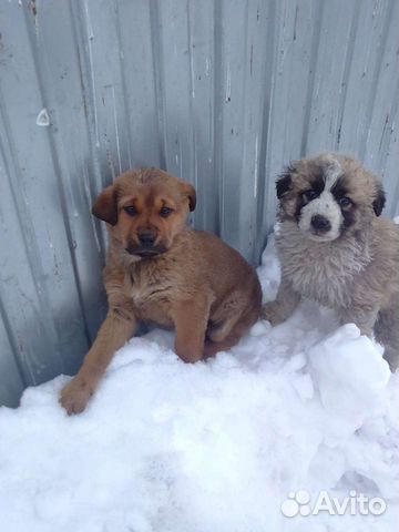 Щенки бесплатно