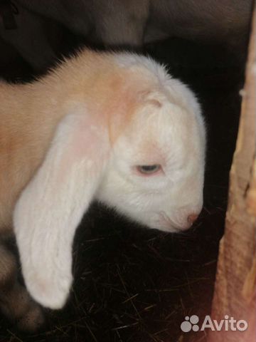 Козлик 50 нубийской крови