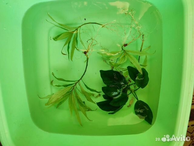 Анубиус и лимонник