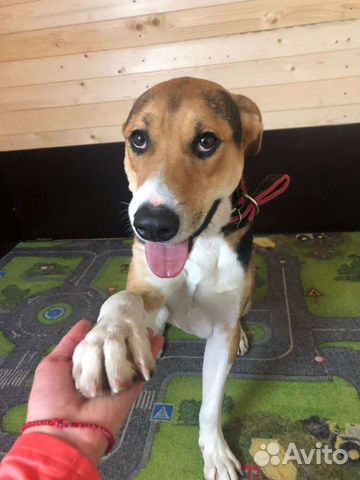 Красивый трёхцветный мальчик в добрые руки