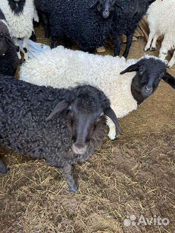 Ягнята эдильбаевские