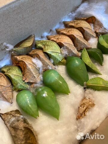 Куколки Тропических бабочек