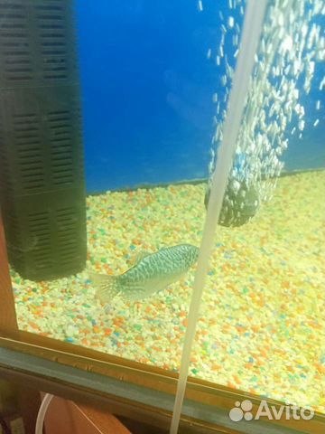 Скалярии гурами