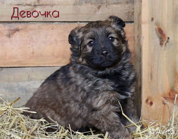 Щенки в добрые руки