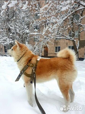 Акита ину вязка, кобель