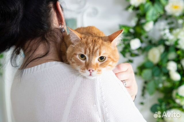 Рыжий кот