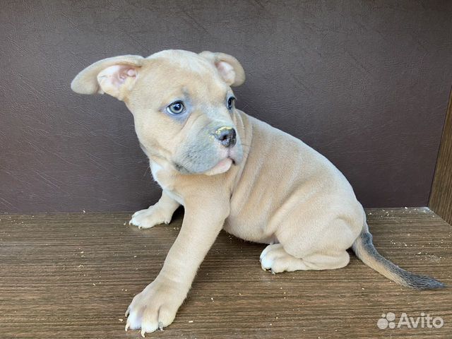 Сука Американский булли