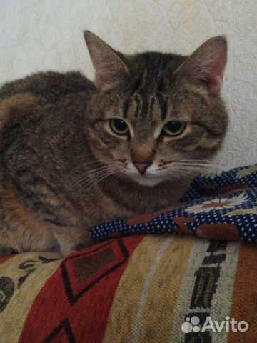 Кошечка Луся