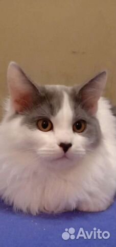 Котейка Поль