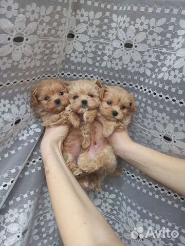 Мальтипу Ф1 микро Эксклюзив