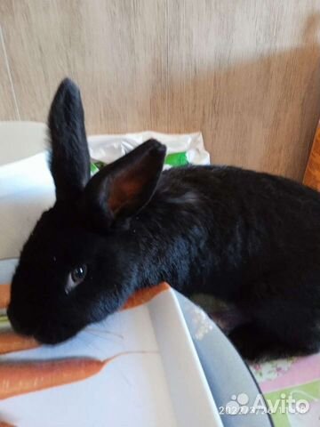 Кролики мясных пород